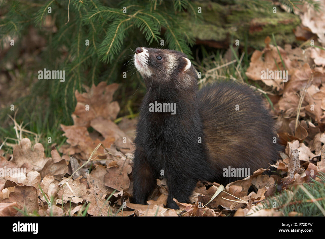 Western polecat, European polecat, Europäischer Iltis, Waldiltis, Wald ...