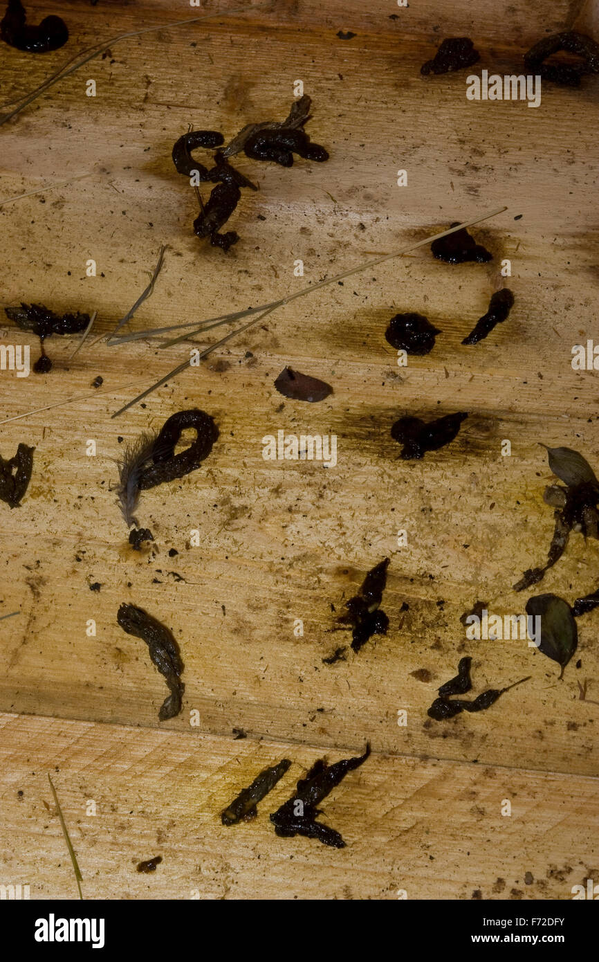 Western polecat, European polecat, dirt, excrement, faeces, Iltis ...