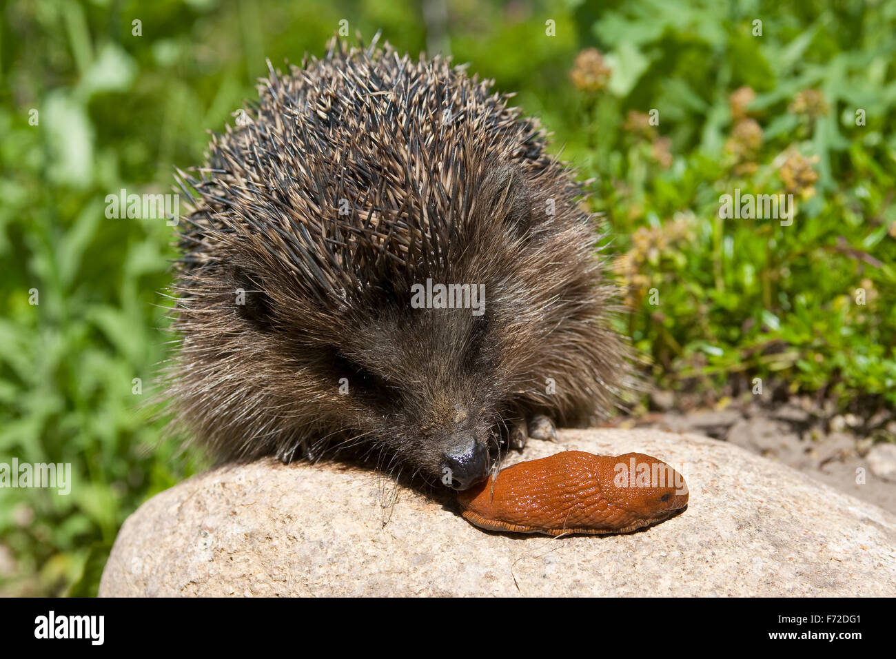 Western hedgehog, European hedgehog, with slug, Europäischer Igel ...