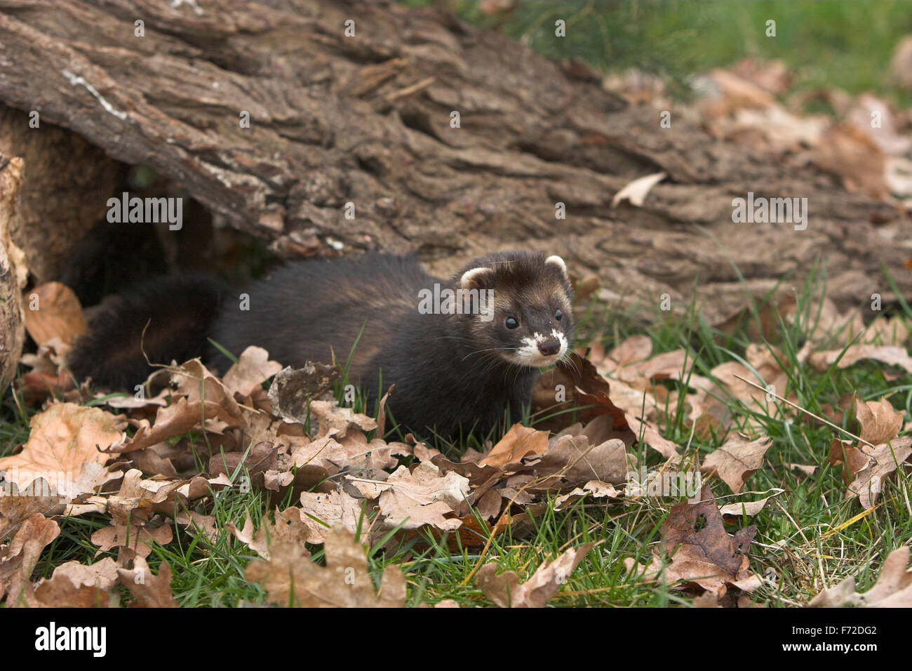 Western polecat, European polecat, Europäischer Iltis, Waldiltis, Wald ...