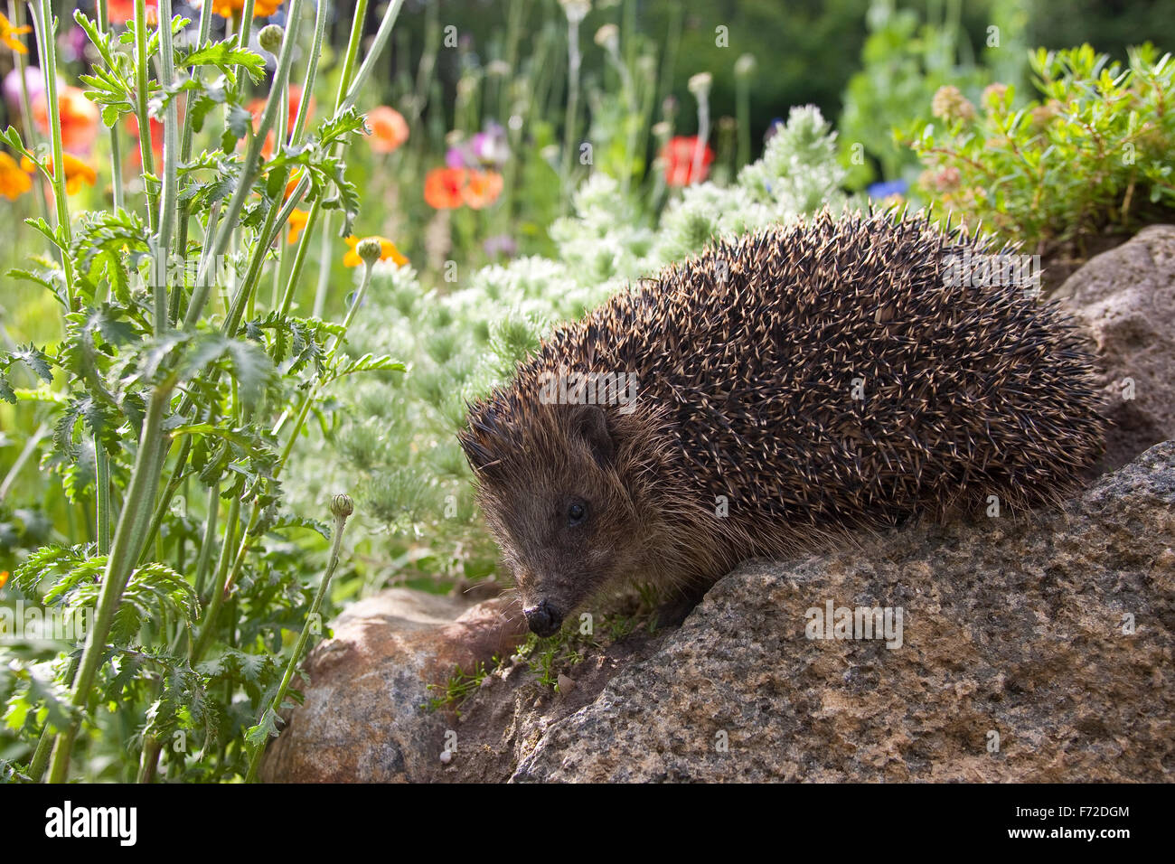 Western hedgehog, European hedgehog, garden, Europäischer Igel, Garten ...