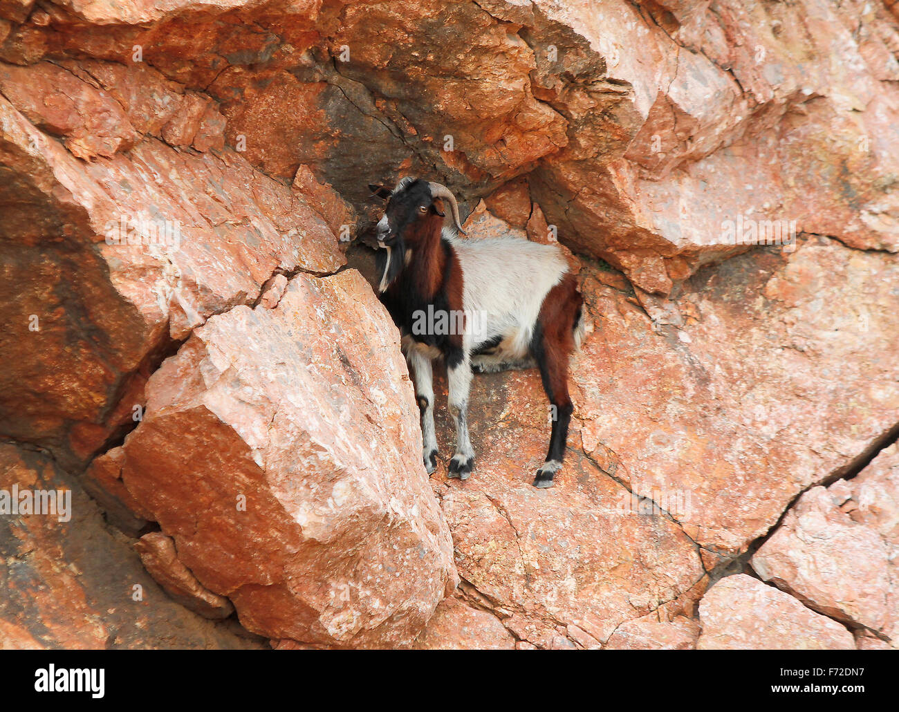 Goat climbing mountain hi-res stock photography and images - Alamy