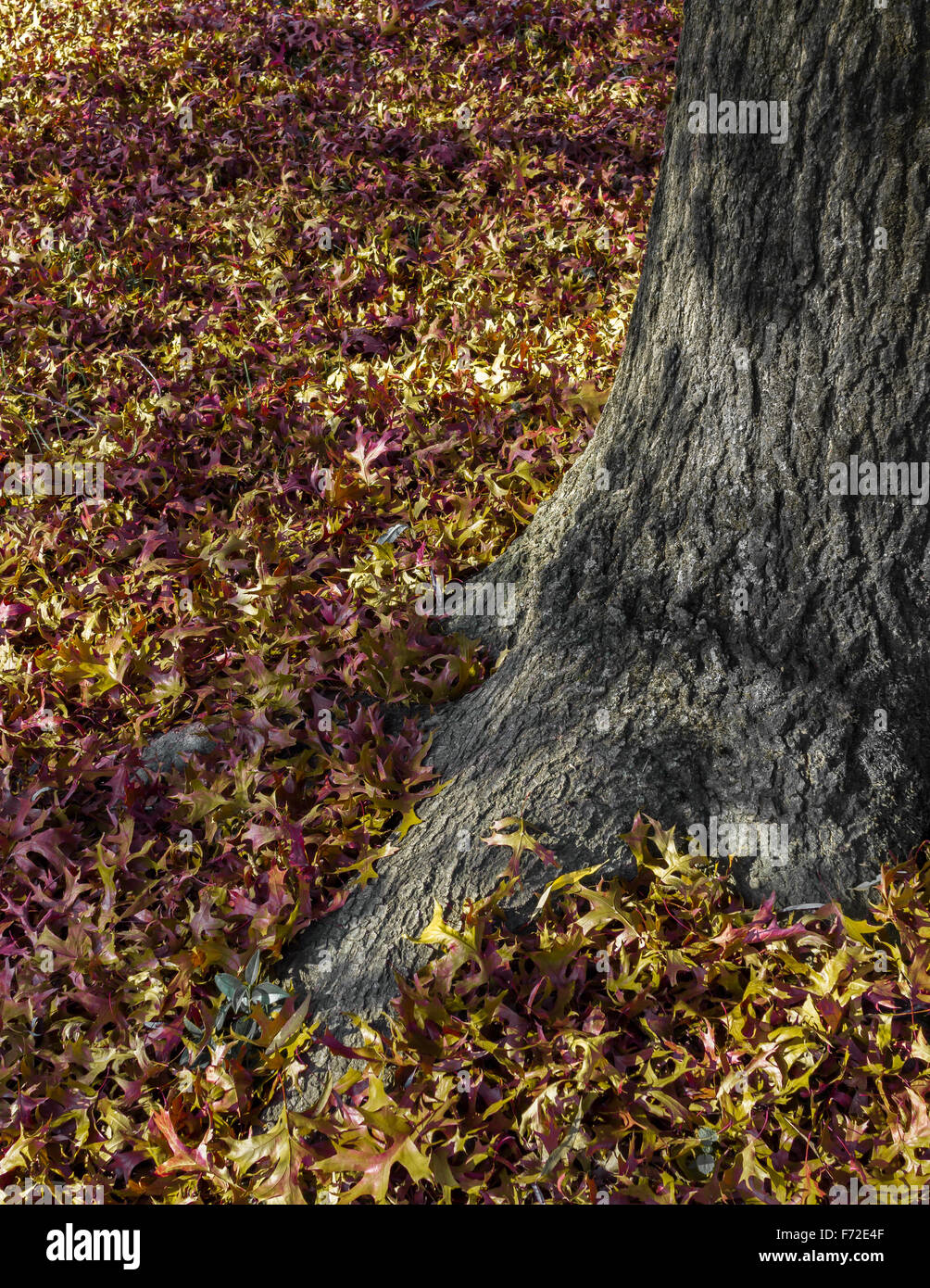 Tree foot roots hi-res stock photography and images - Alamy