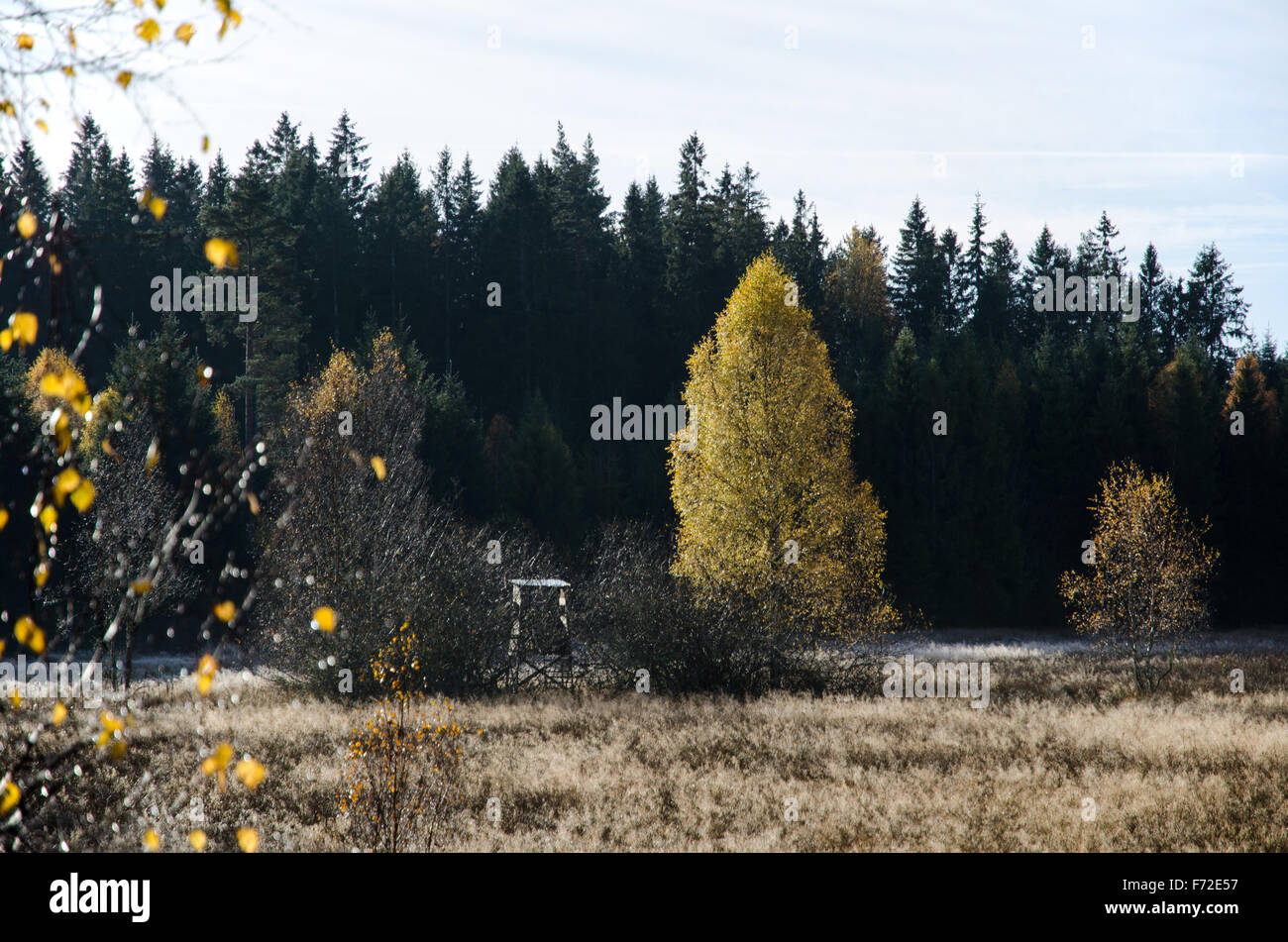 Tower in the woods hi-res stock photography and images - Alamy