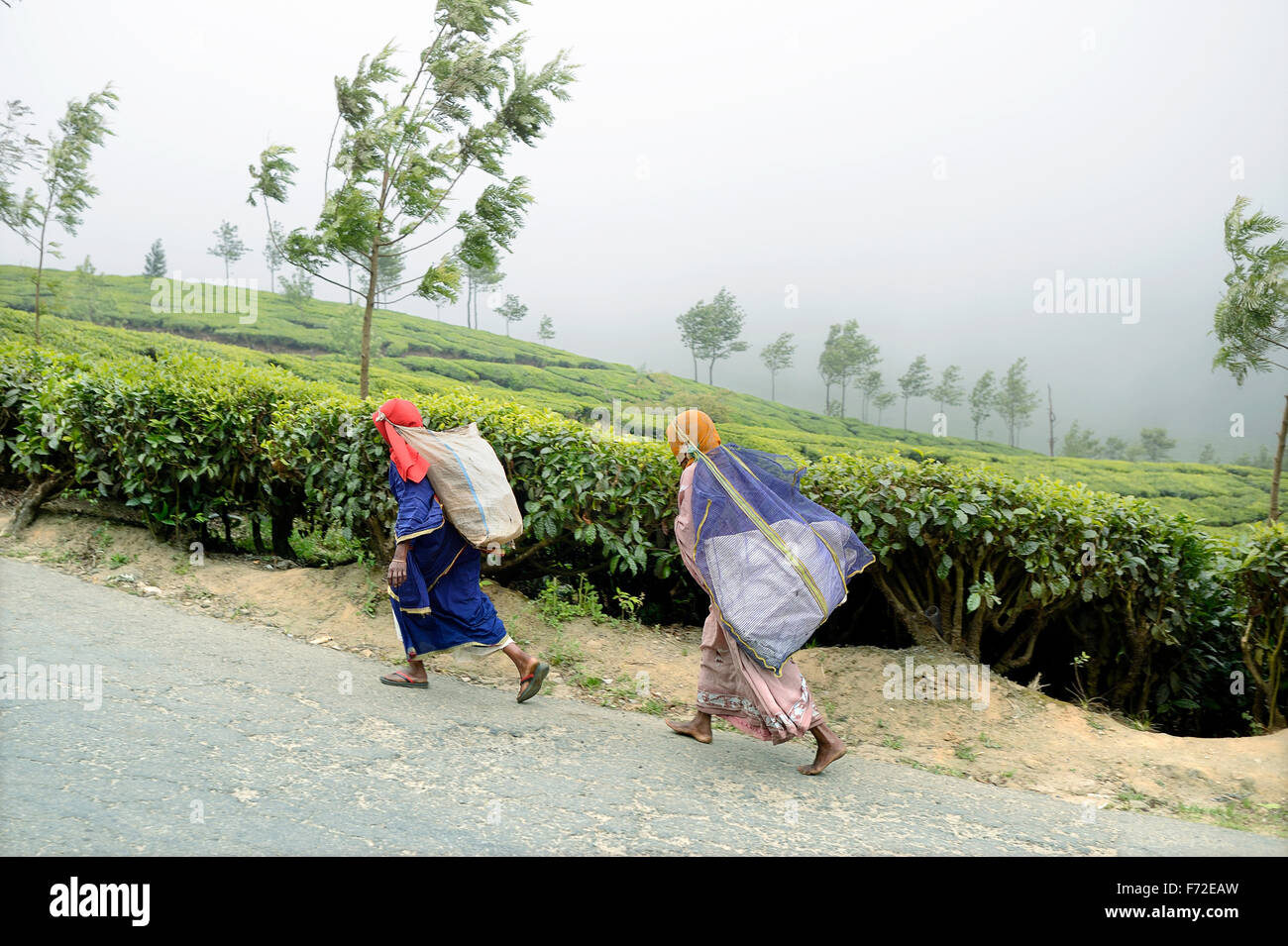 Woman carrying tea bag, munnar, kerala, india, asia Stock Photo - Alamy