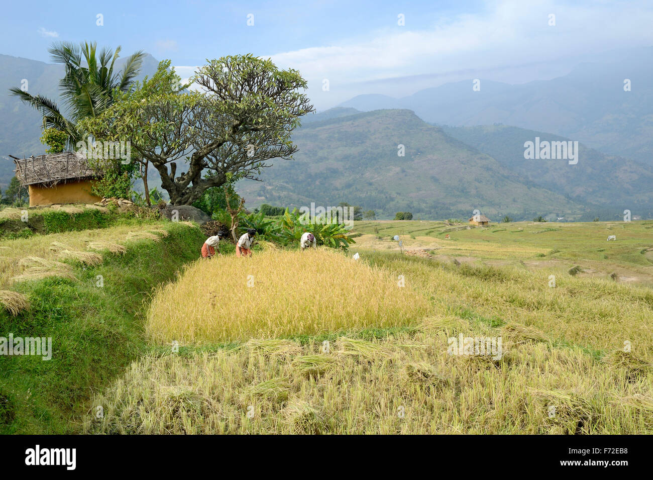 People working in paddy field, munnar, kerala, india, asia Stock Photo ...
