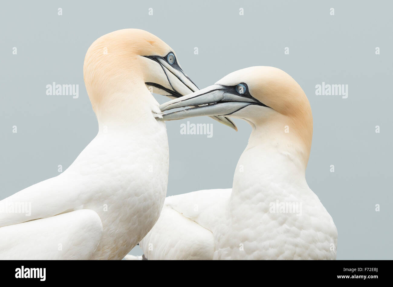 Northern gannet scotland hi-res stock photography and images - Alamy
