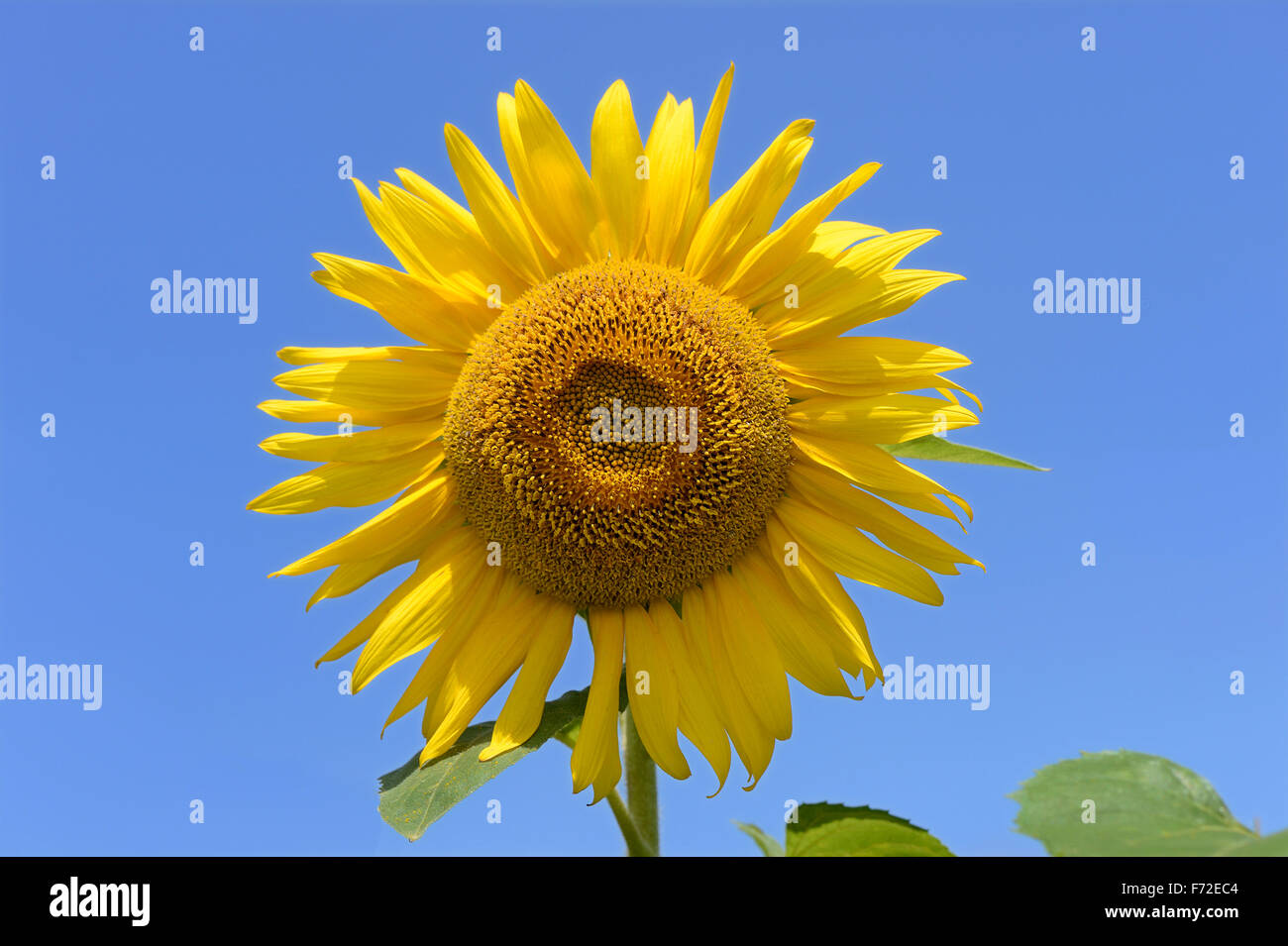 Sunflower, gundlupet, karnataka, india, asia Stock Photo - Alamy