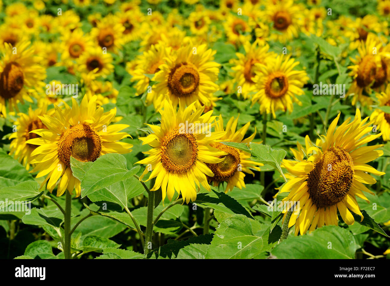 Sunflower field, gundlupet, karnataka, india, asia Stock Photo - Alamy