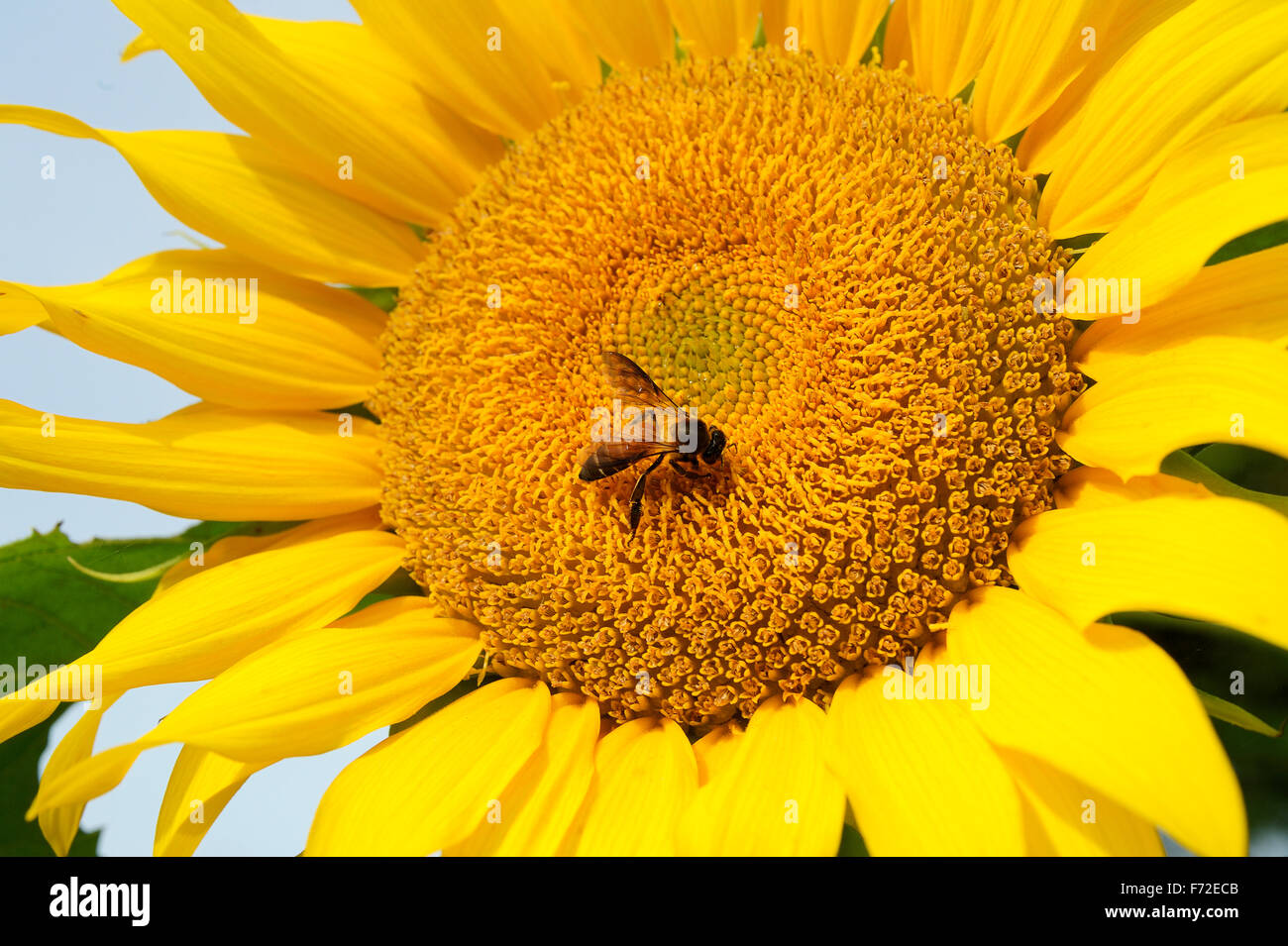 Pollen flowers honeybee india hi-res stock photography and images - Alamy