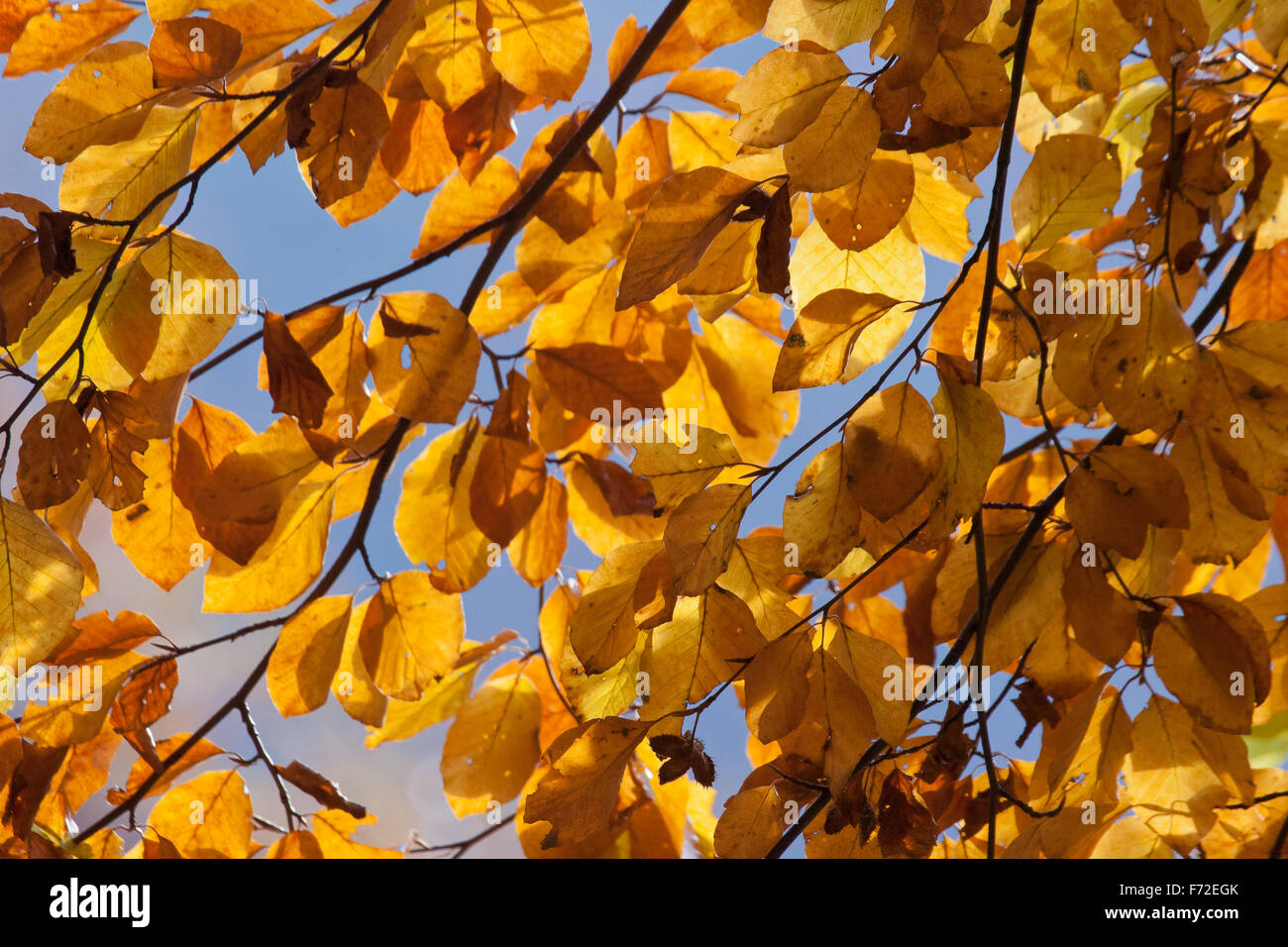 Colorful composition of autumn leaves Stock Photo - Alamy