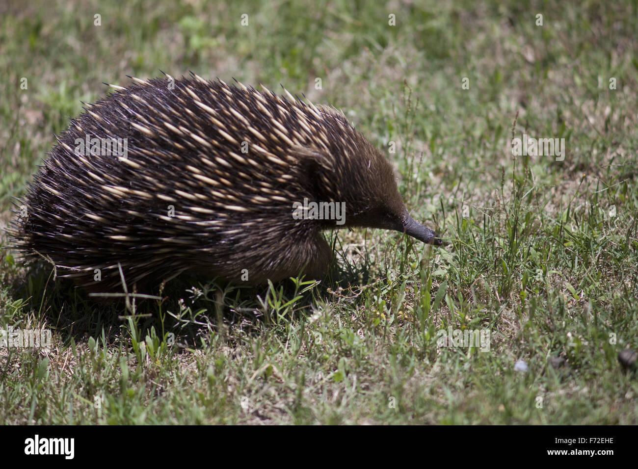 Short-beaked echidna monotreme Australian spiny ant-eater ...