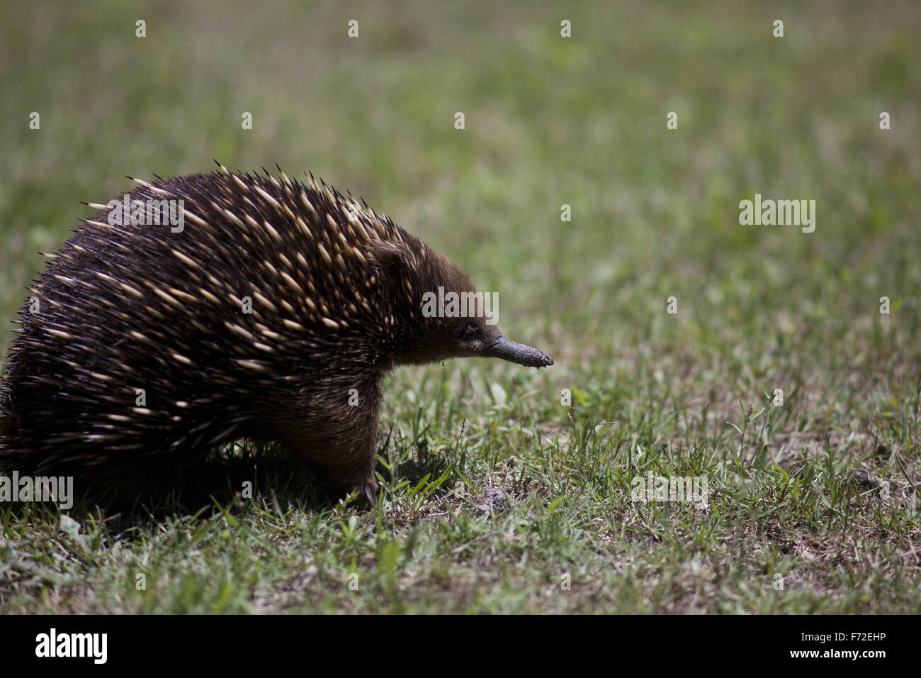 Short-beaked echidna monotreme Australian spiny ant-eater ...
