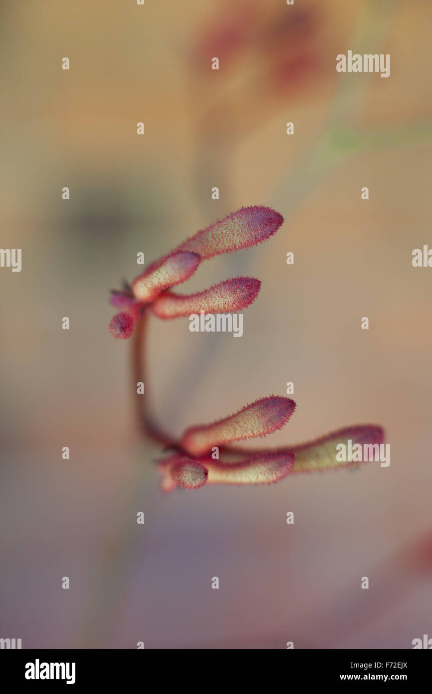 Red kangaroo paw flower close-up Anigozanthos rufus Australian Stock ...