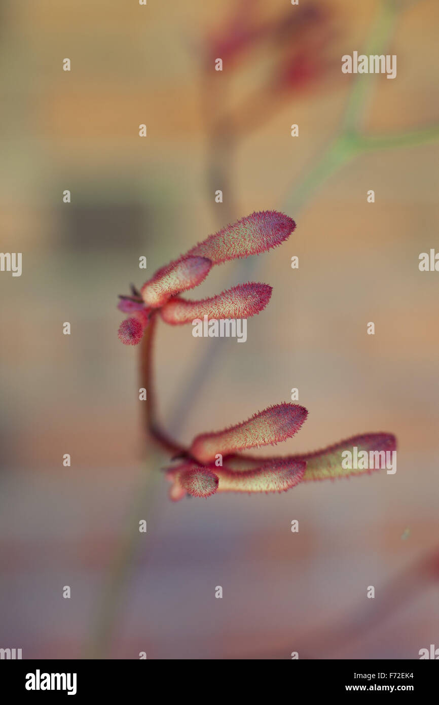 Red kangaroo paw flower close-up Anigozanthos rufus Australian Stock ...