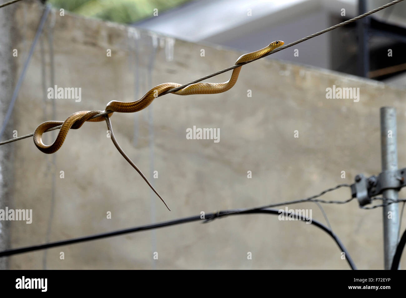 Kerala snakes hi-res stock photography and images - Alamy