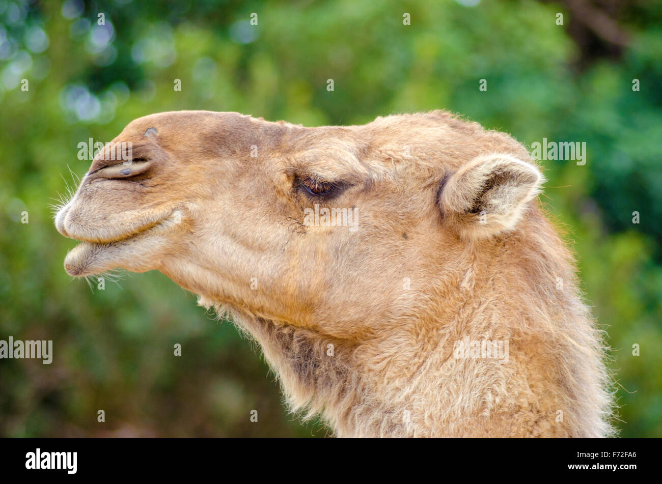 Arabian camel eyelashes hi-res stock photography and images - Alamy