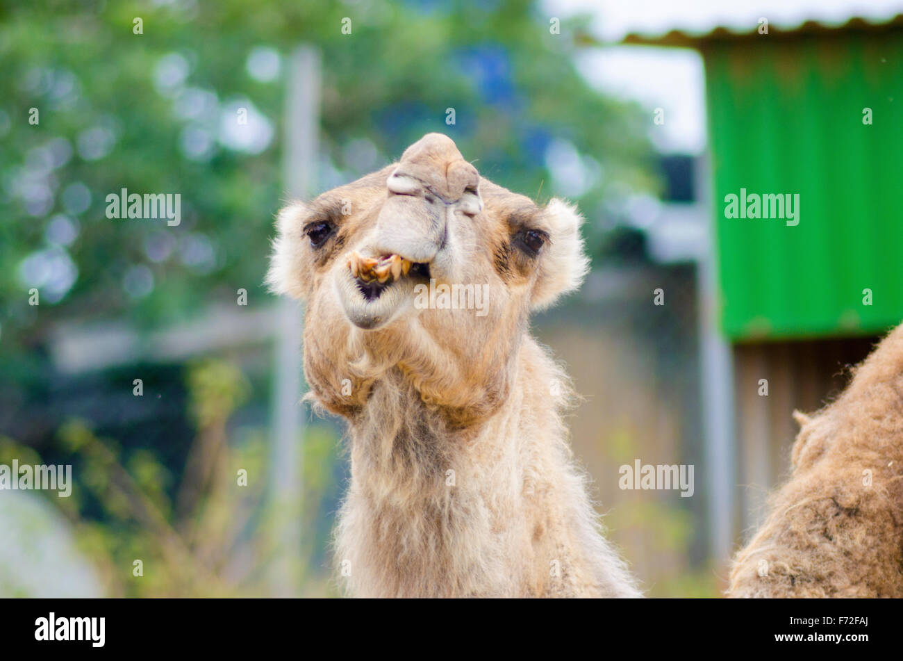 A close up front view of an arabian camel also known as Camelus ...