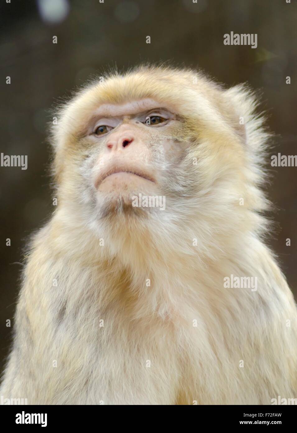 A close upfront facial view of a young, beautiful yellowish brown to ...