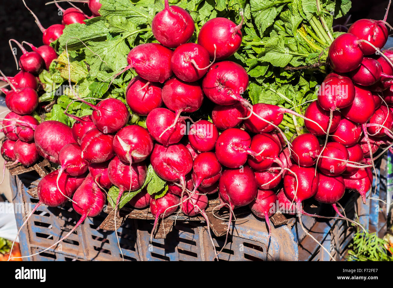 Indian Radish High Resolution Stock Photography and Images - Alamy