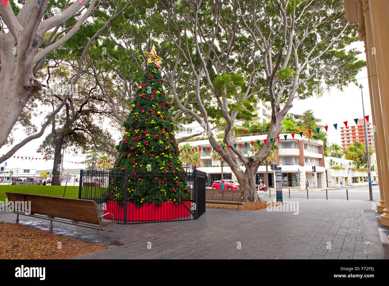 New south wales christmas tree hi-res stock photography and images - Alamy
