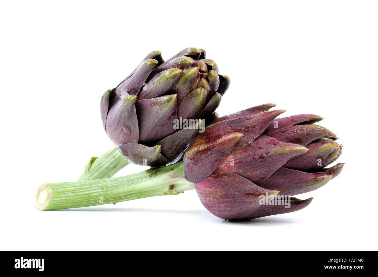 Artichokes of the variety Theme photographed in studio on white ...
