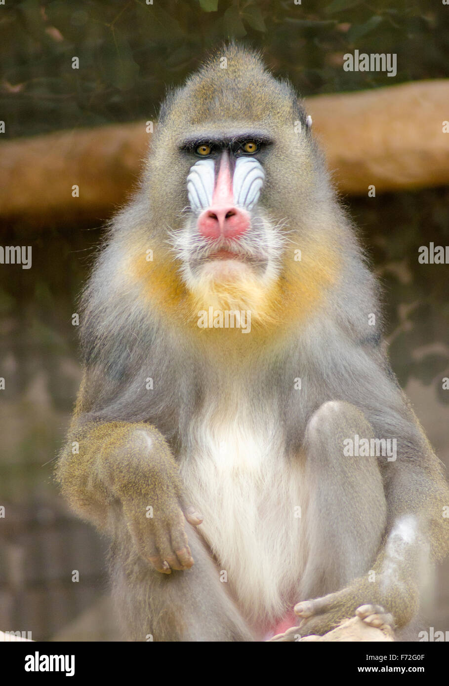 Portrait view of an adult male mandrill sitting. Mandrillus sphinx is a ...