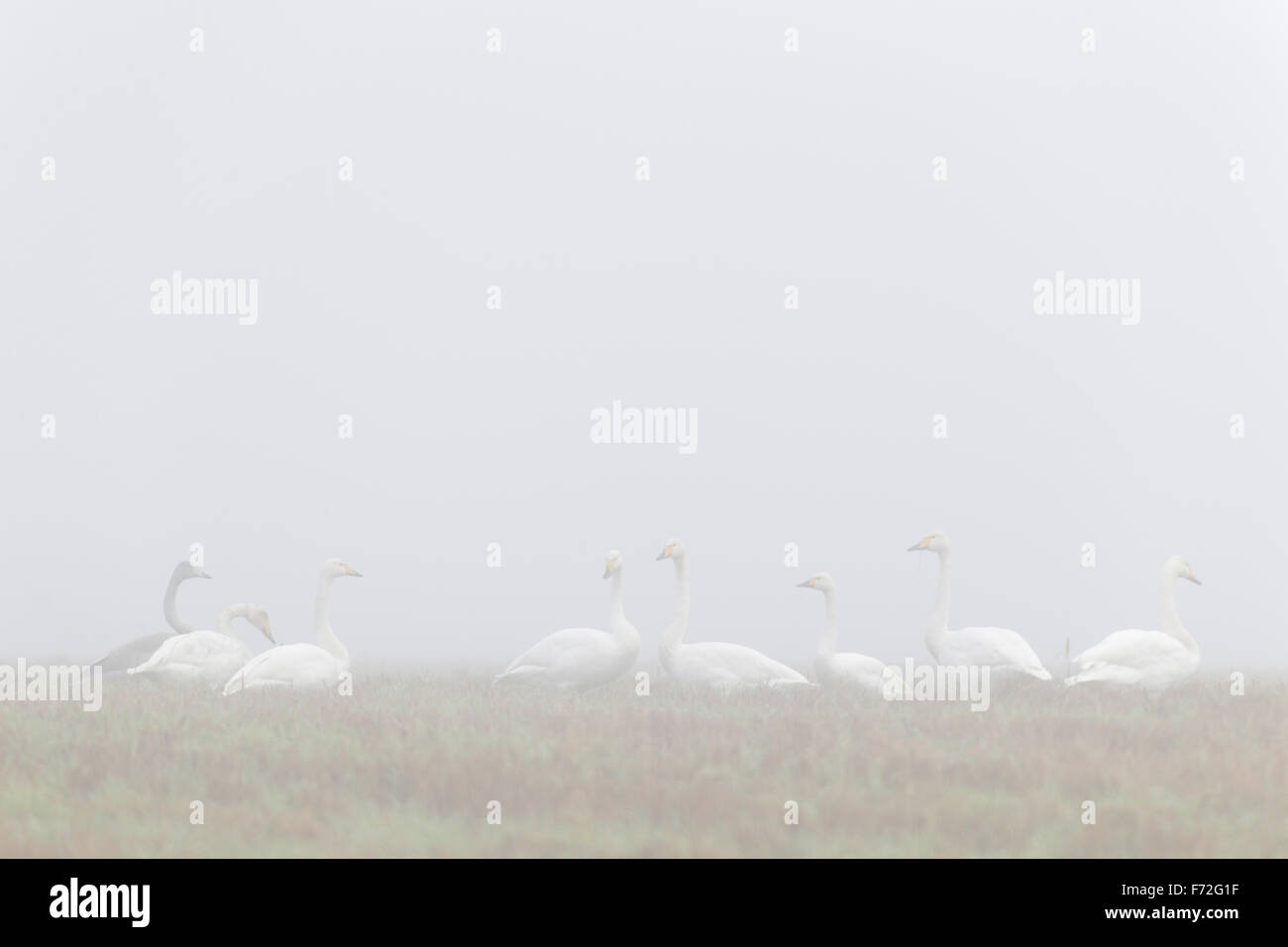 Cygnus columbianus migration hi-res stock photography and images - Alamy