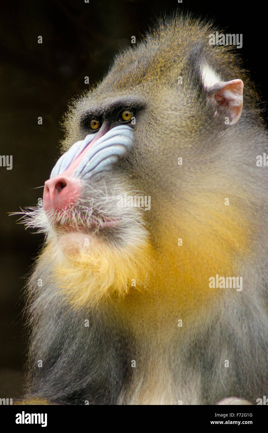 Portrait view of an adult male mandrill. Mandrillus sphinx is a primate ...