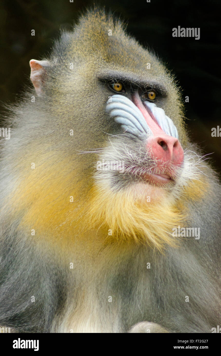 Portrait view of an adult male mandrill. Mandrillus sphinx is a primate ...