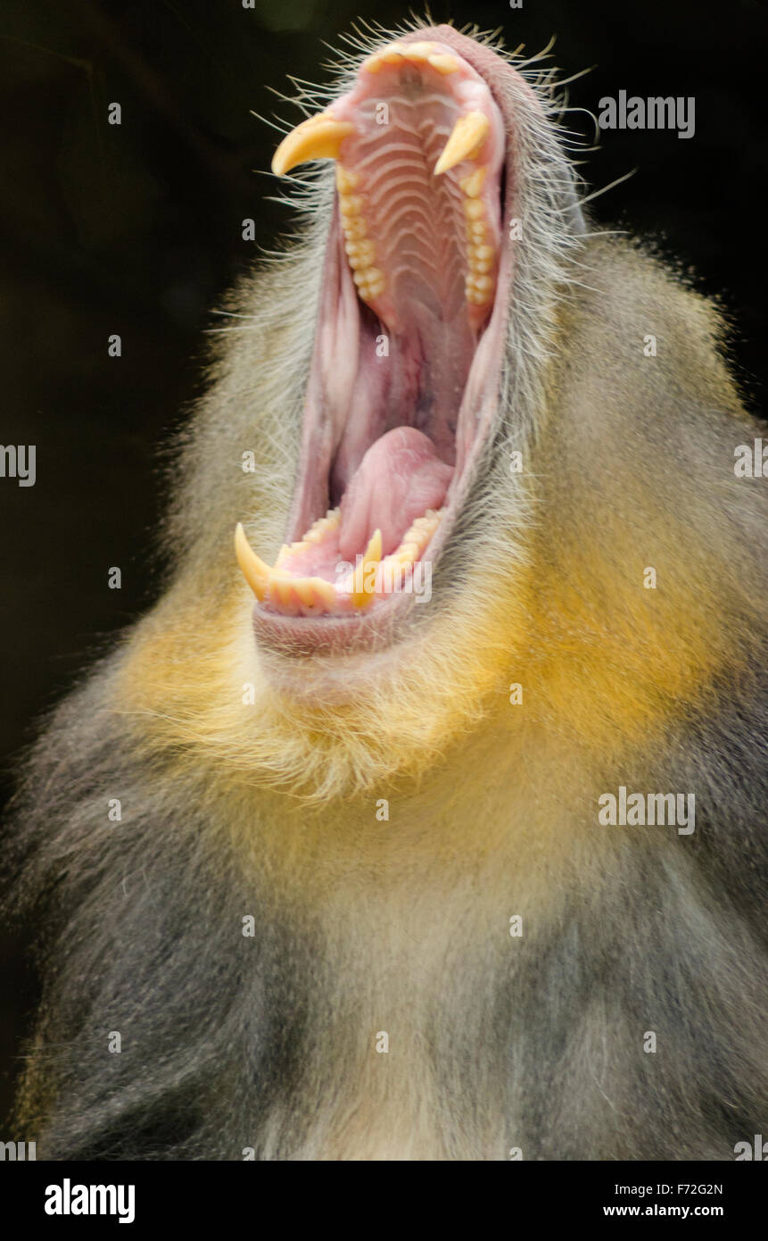 Omnivore teeth hi-res stock photography and images - Alamy