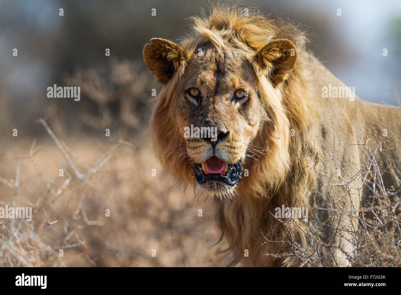 Large mean looking African Lion, Kgalagadi Transfrontier Park SOUTH ...