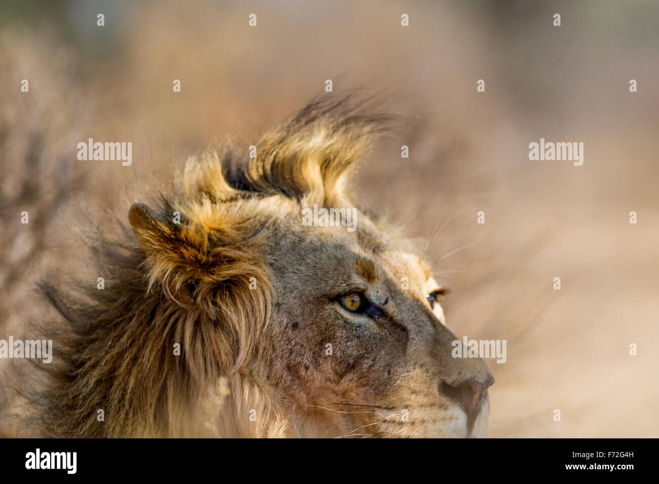 Male lion in the wind hi-res stock photography and images - Alamy
