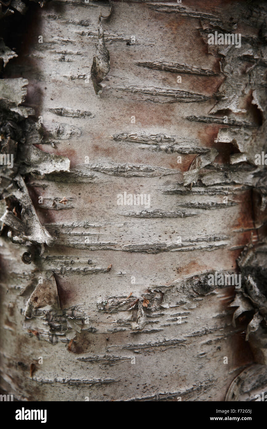 Bark beech trunk tree detail copy space vertical Stock Photo - Alamy