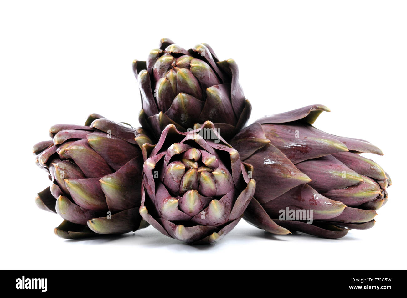 Artichokes of the variety Theme photographed in studio on white ...