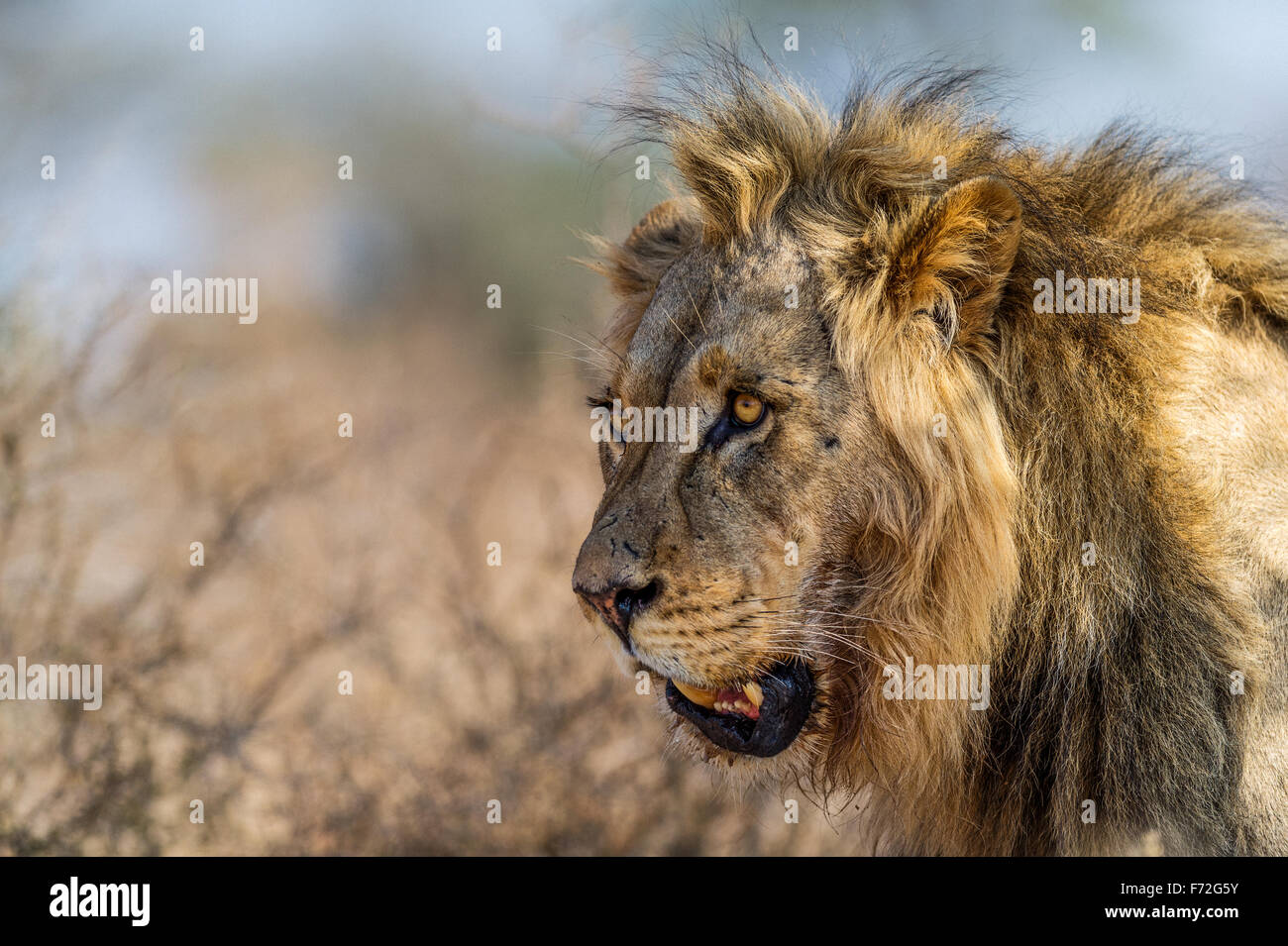 Vicious looking large black mane male lion, Kgalagadi Transfrontier ...