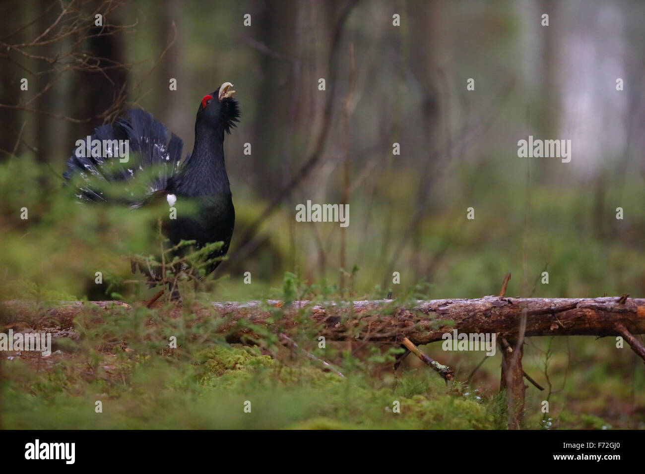 Lekking capercaillie hi-res stock photography and images - Alamy