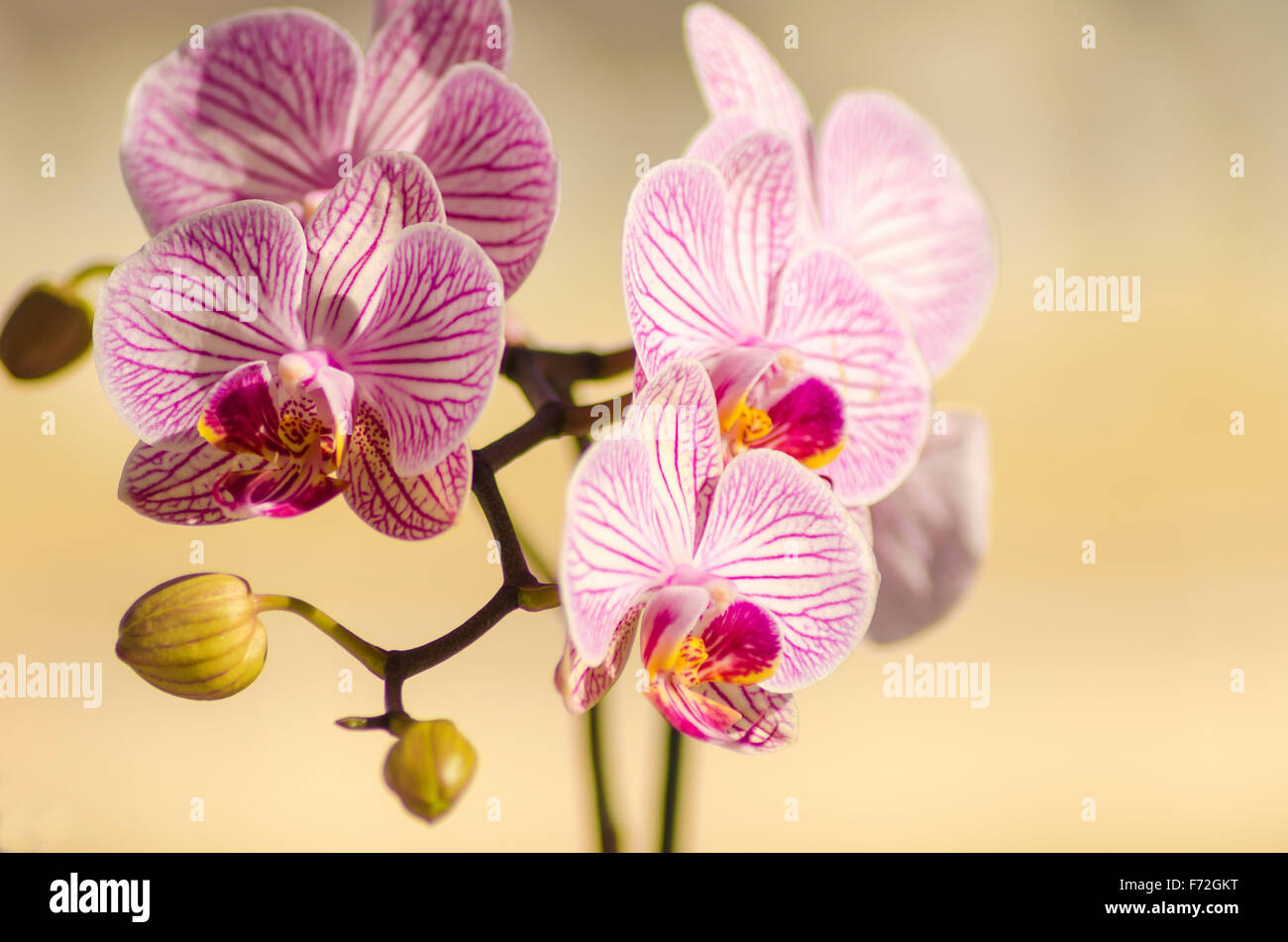 Phalaenopsis orchid pink stripes hi-res stock photography and images ...