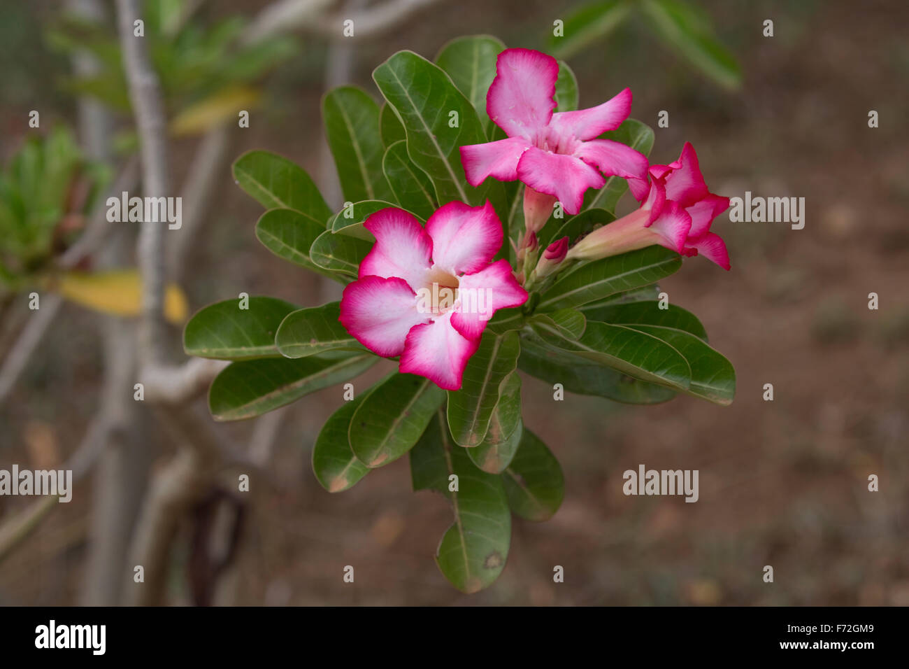 Desert rose hi-res stock photography and images - Alamy