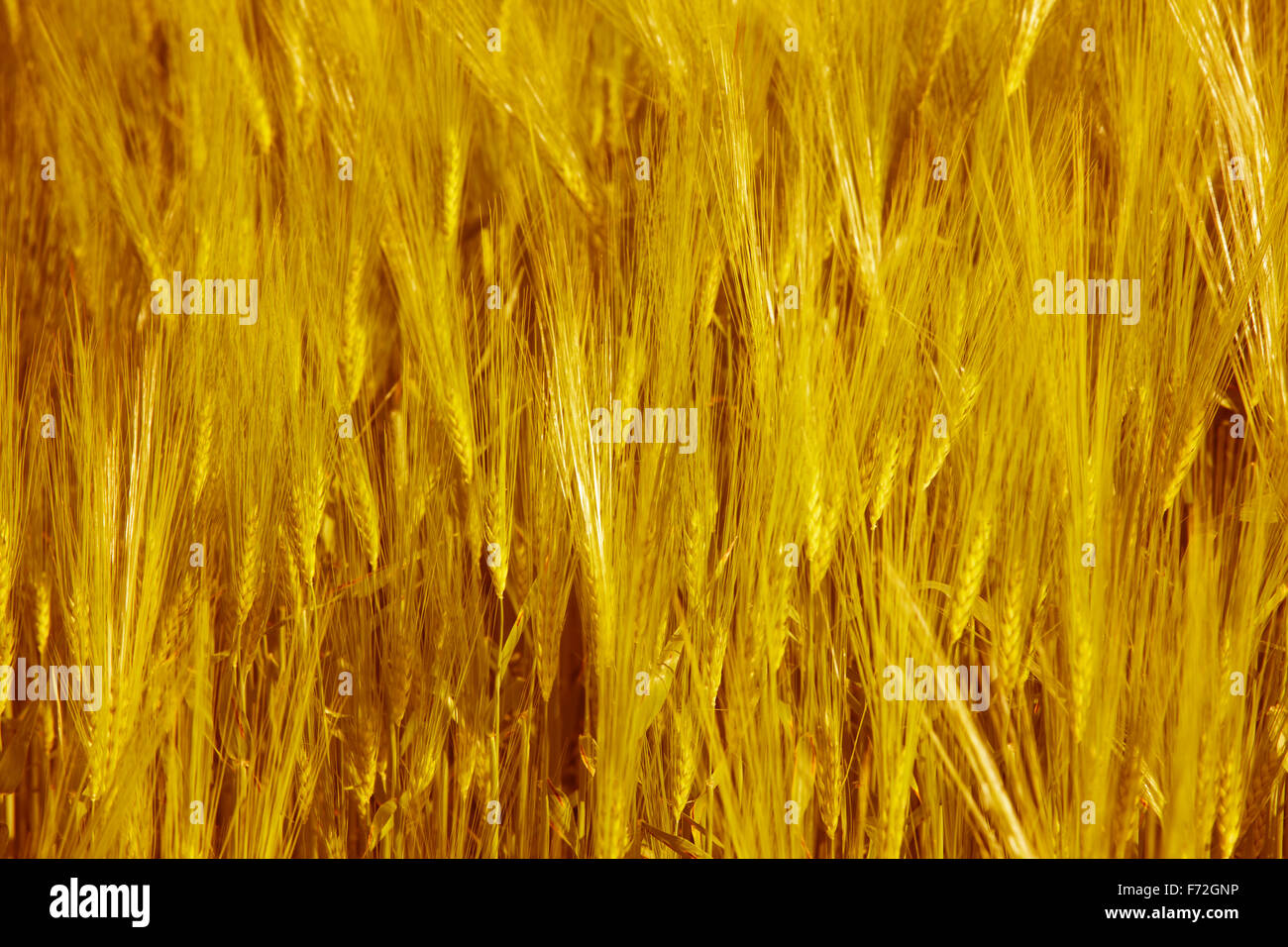 Golden field of spring wheat detail Stock Photo - Alamy