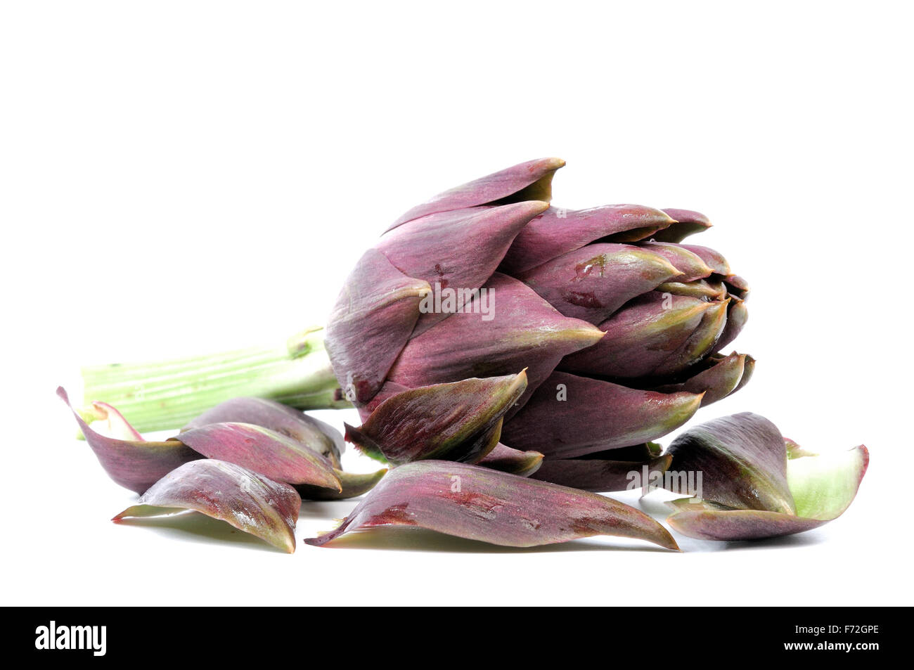 Artichokes of the variety Theme photographed in studio on white ...