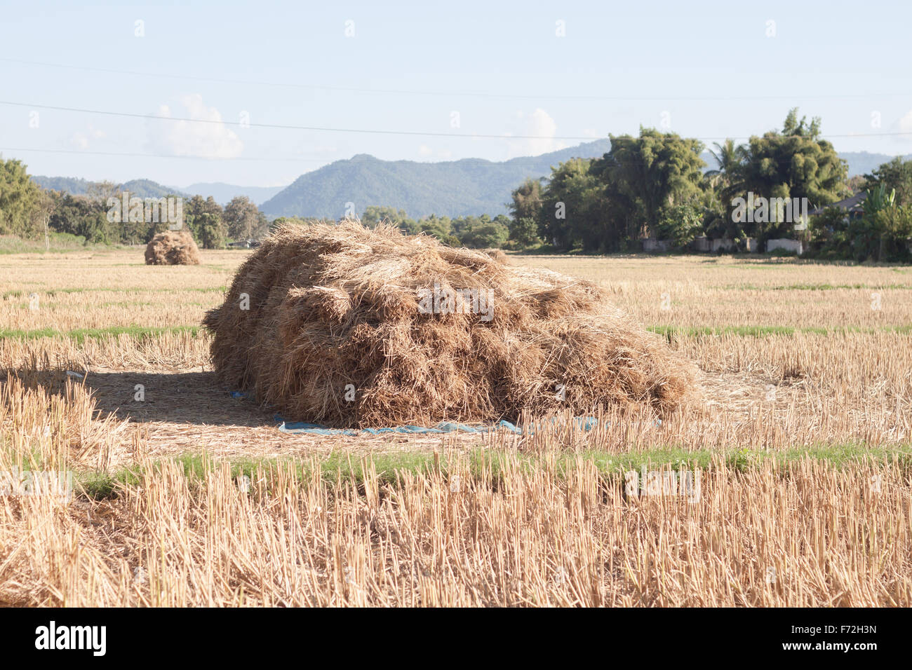 Harvested rice in rice field in Thailand, stock photo Stock Photo - Alamy