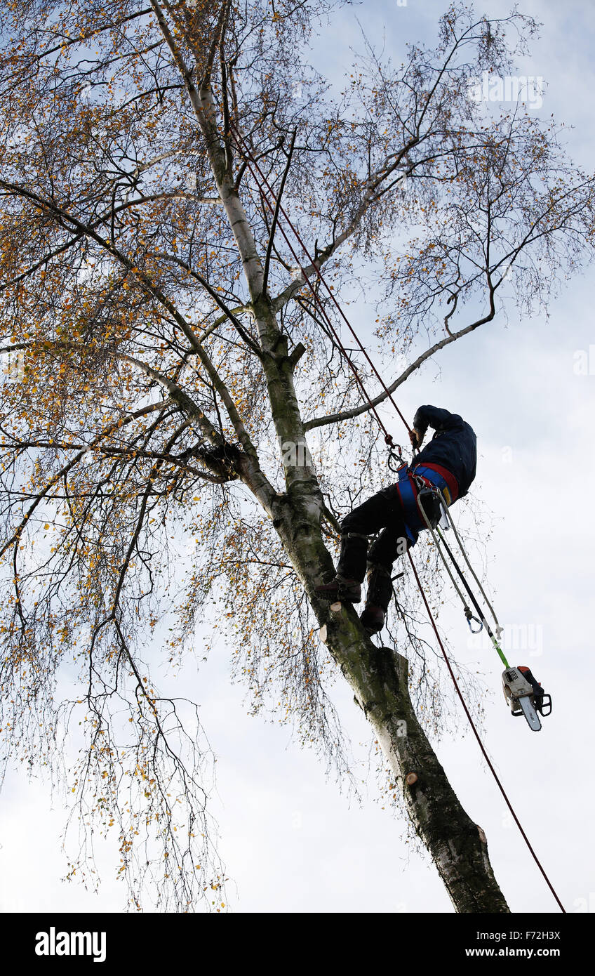 A tree surgeon lumberjack works high up in a tree cutting off branches ...