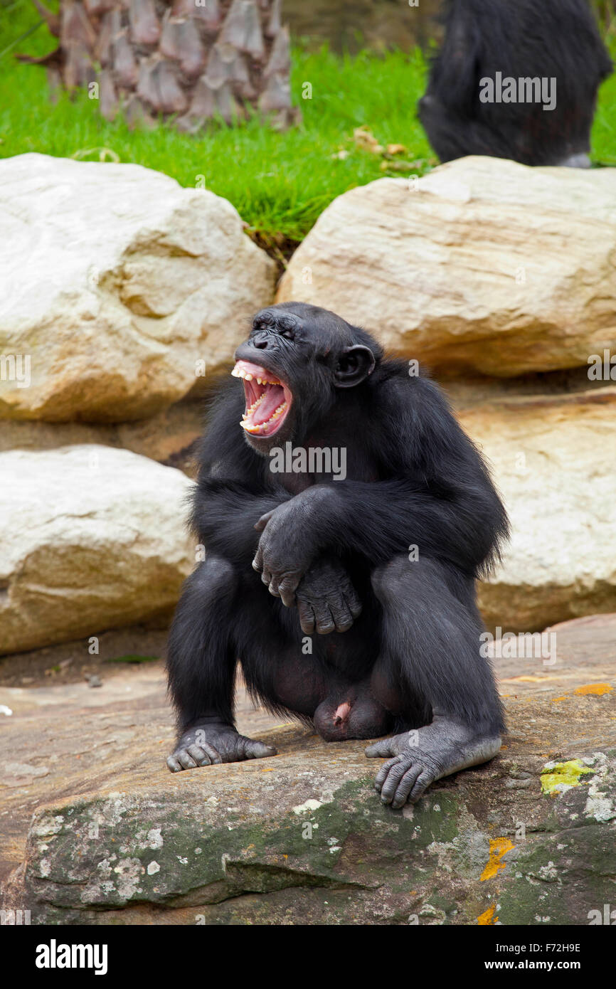 Angry Chimp Face