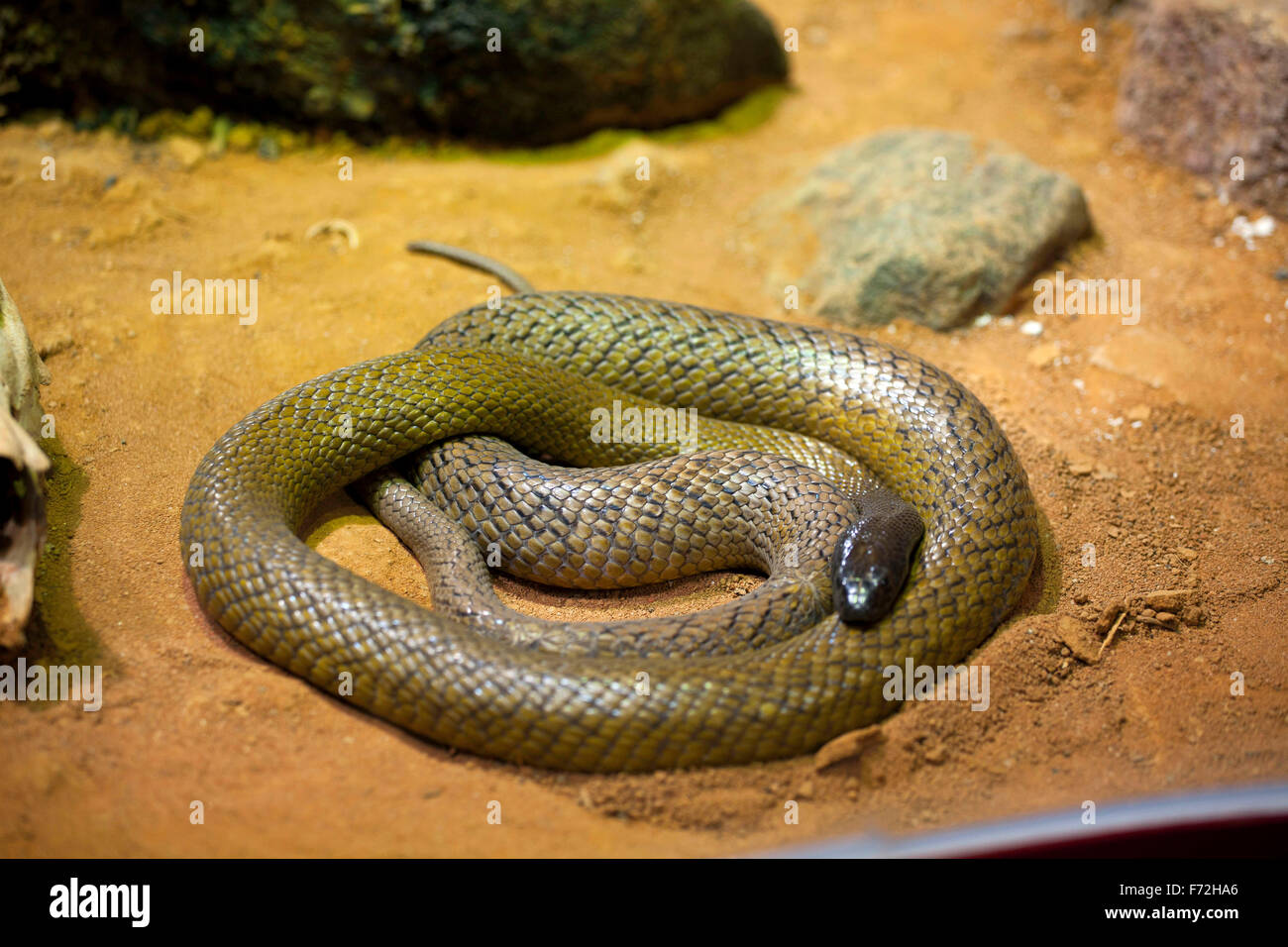 Collett's snake, Pseudechis colletti, Collett's black snake, Collett's ...