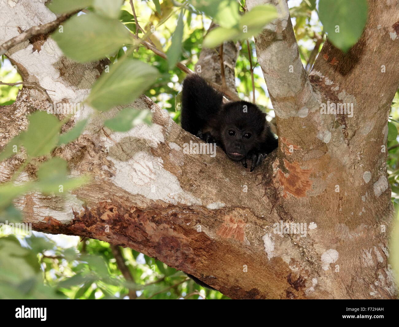 Howler monkey baby, Alouatta palliata Stock Photo - Alamy