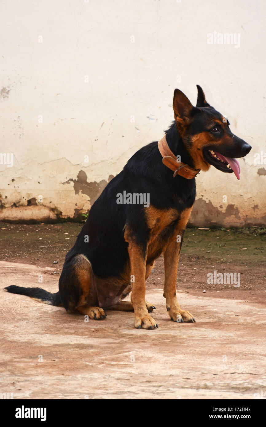 Sneak dog hi-res stock photography and images - Alamy