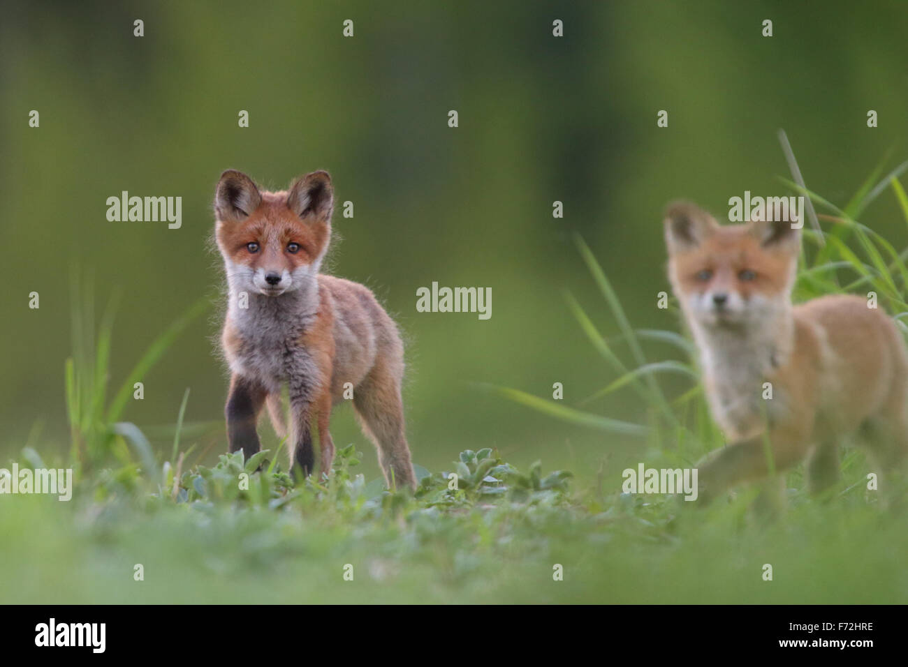 Red Fox kits (Vulpes vulpes). Europe Stock Photo - Alamy