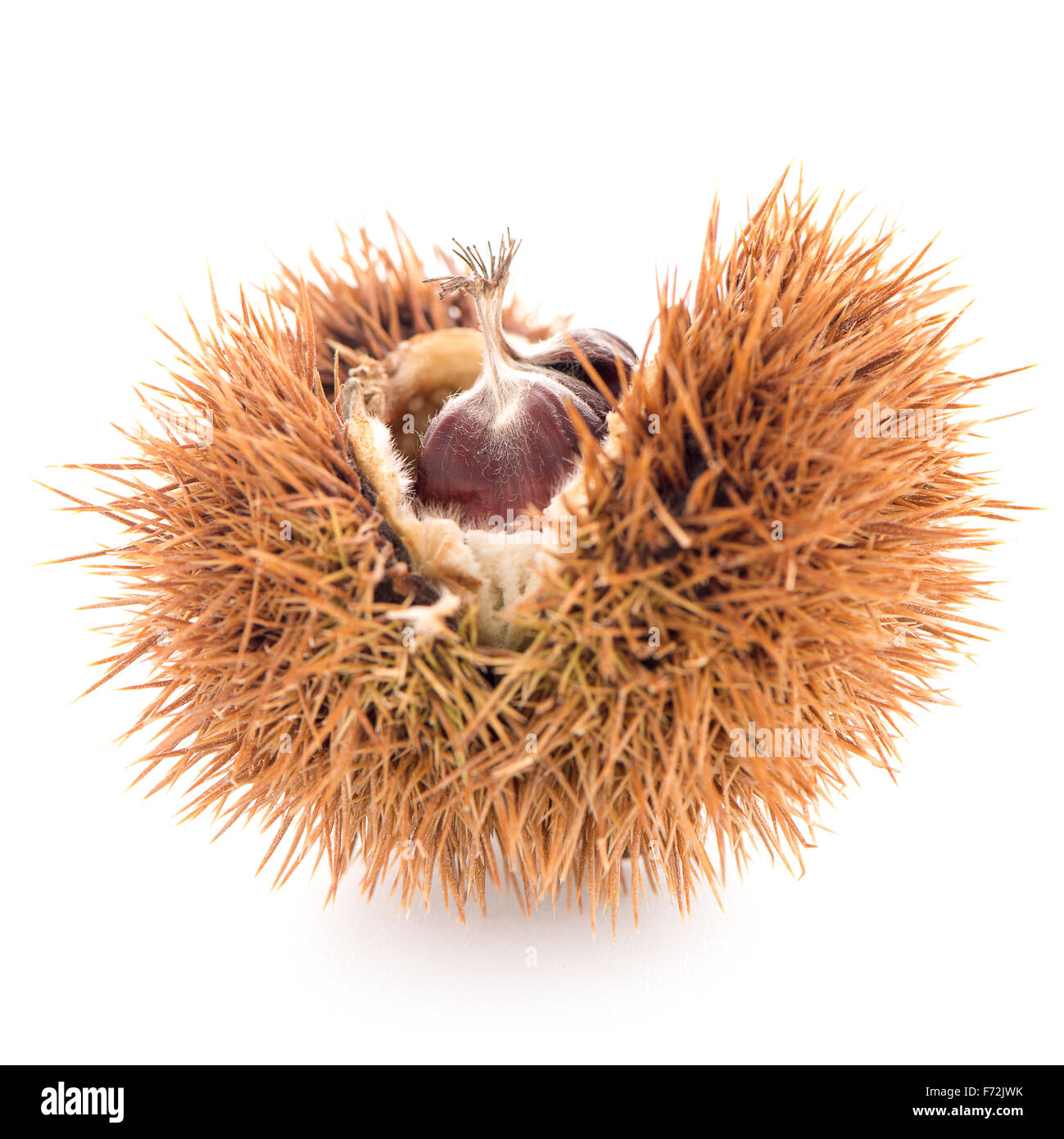Chestnuts with shell isolated on white background Stock Photo - Alamy