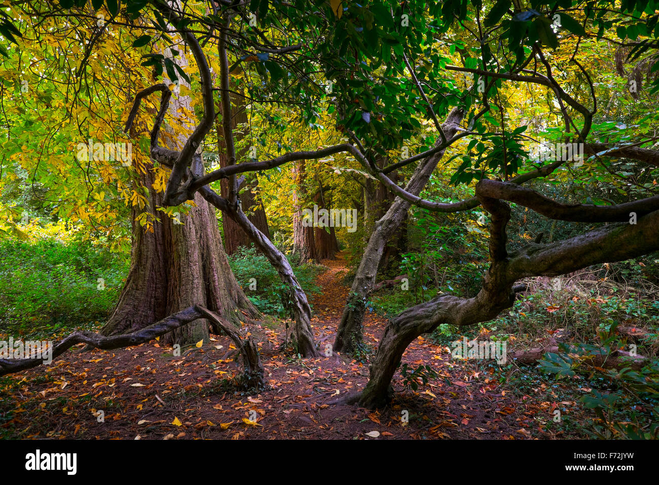 Twisted trees hi-res stock photography and images - Alamy